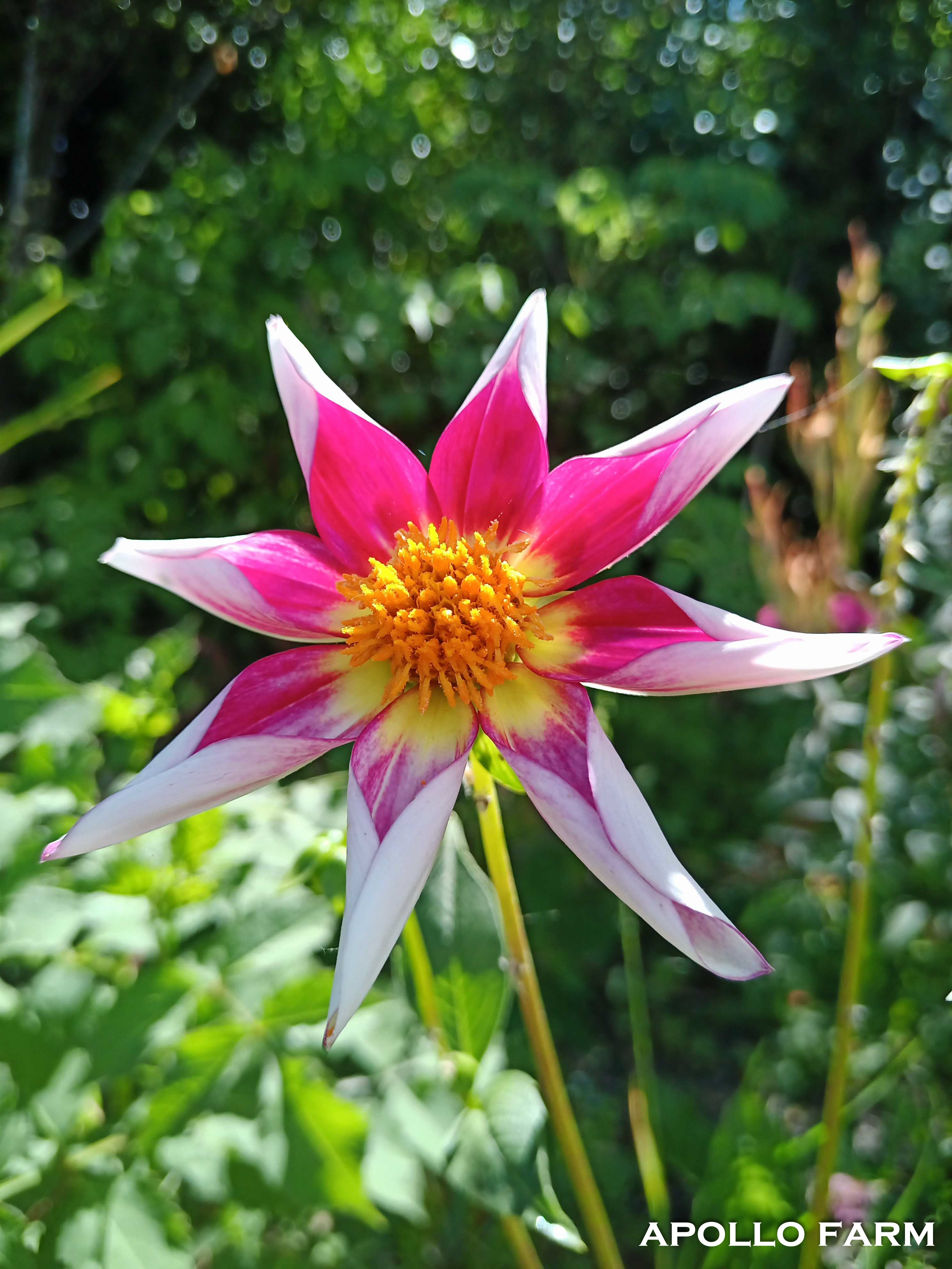Dahlia: Amy's Star – Apollo Farm