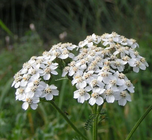 Achillea millefolium White Grace – Apollo Farm
