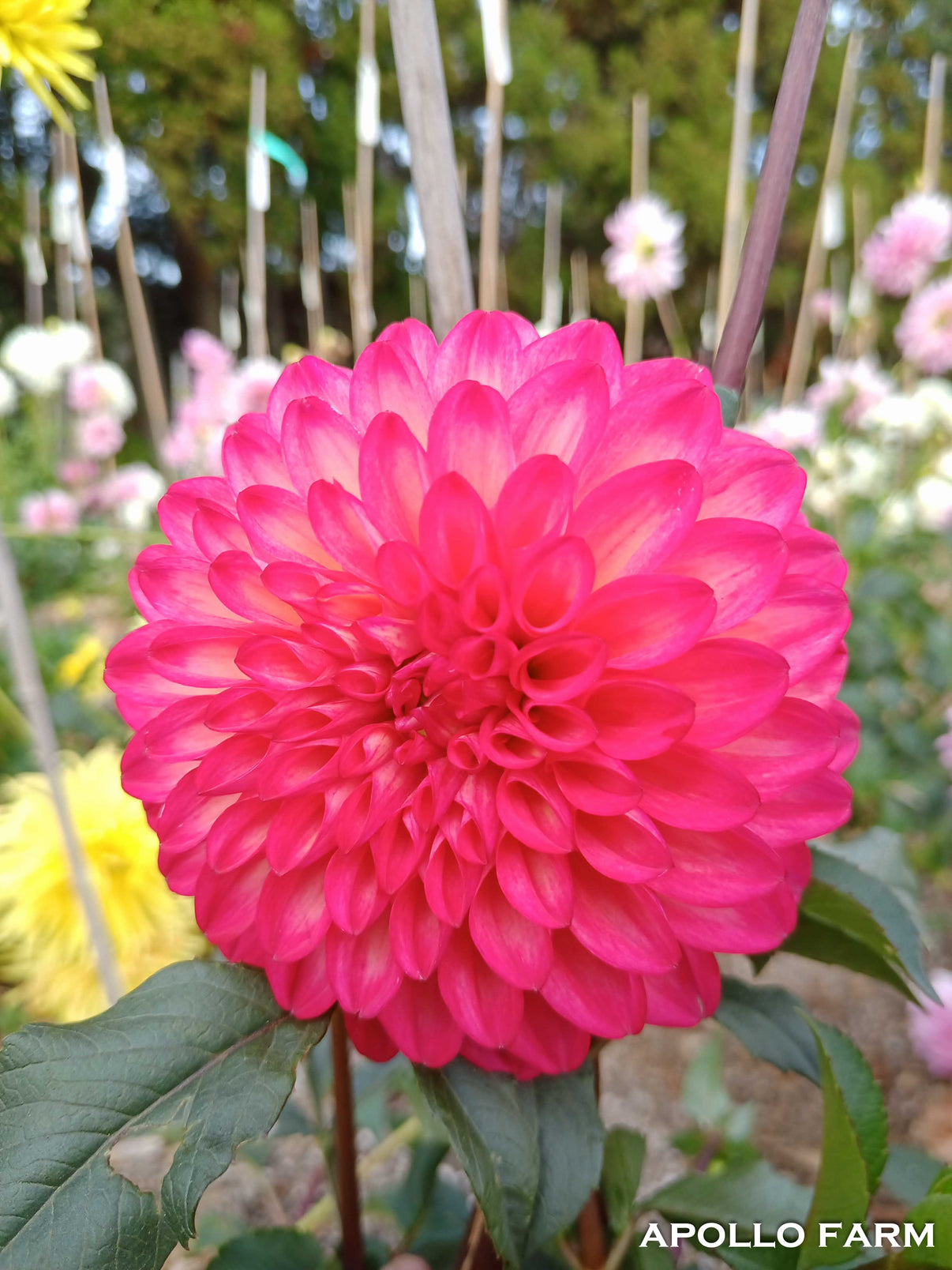 Dahlia: Brittany Ray – Apollo Farm