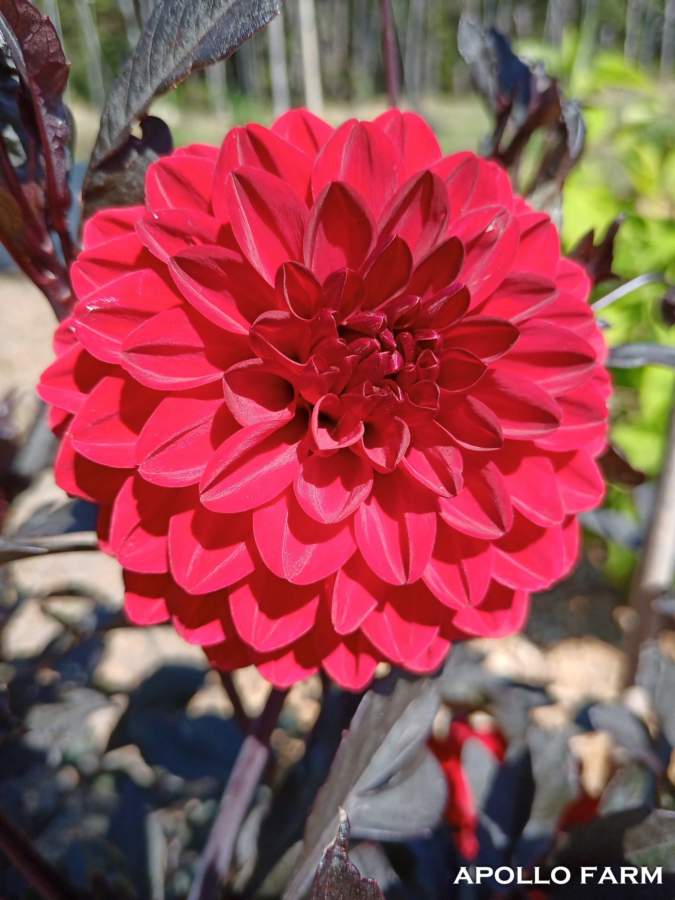 Dahlia: Fire Mountain – Apollo Farm