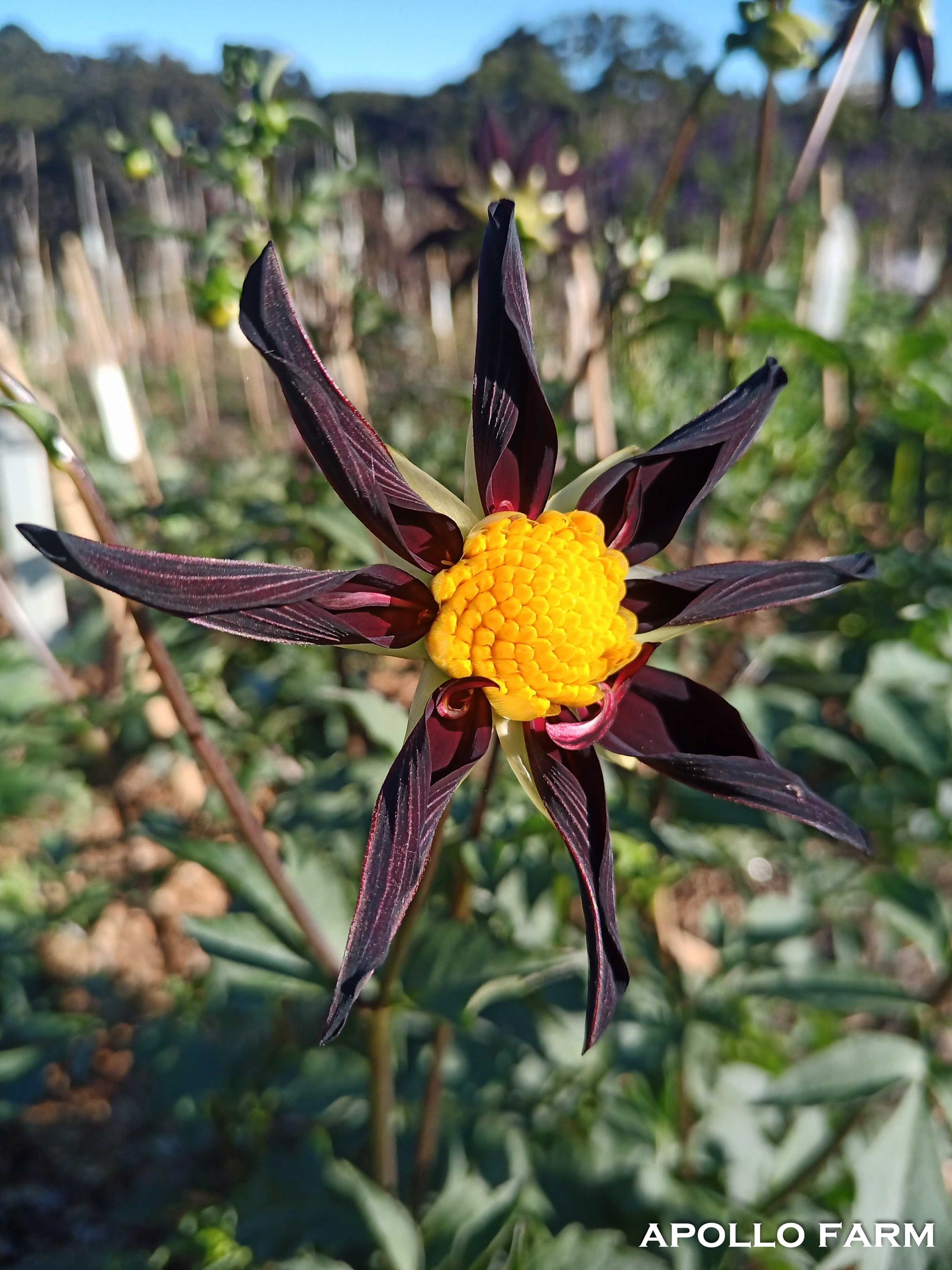 Dahlia: Verrone's Obsidian – Apollo Farm