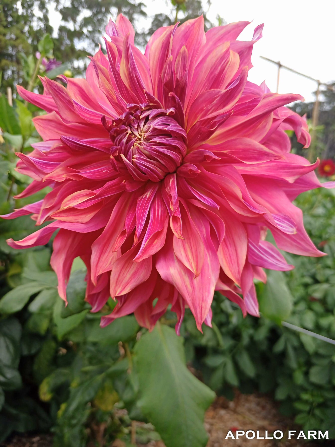 Dahlia: Penhill Dark Monarch – Apollo Farm